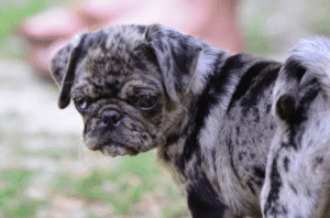 Rare Pug Colors: Everything You Need to Know - BePug.com