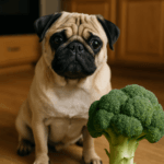 Can Dogs Eat Broccoli? Safe Feeding Tips for Pug Owners